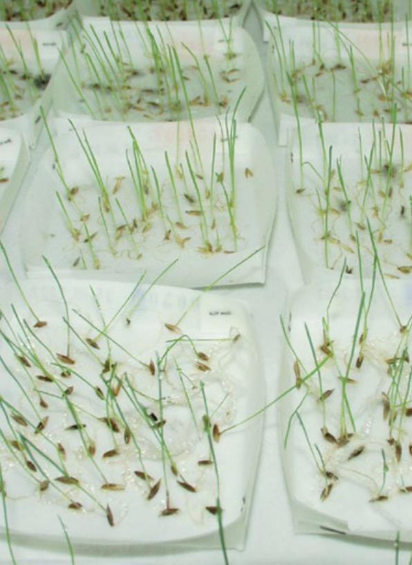 Seed Testing Paper – Tagged "Seed Germination": Lab Filtration Papers ...